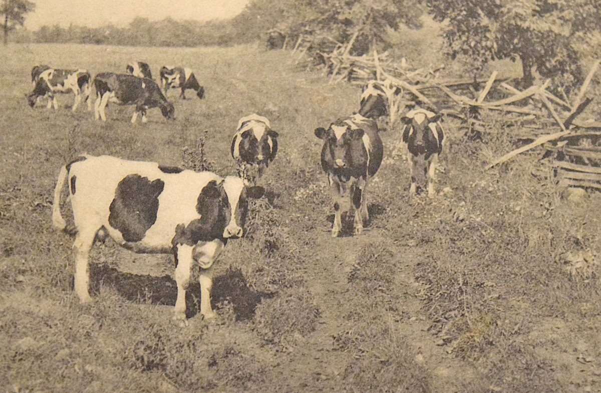 Peering at the Past Falling cows among fallen apples