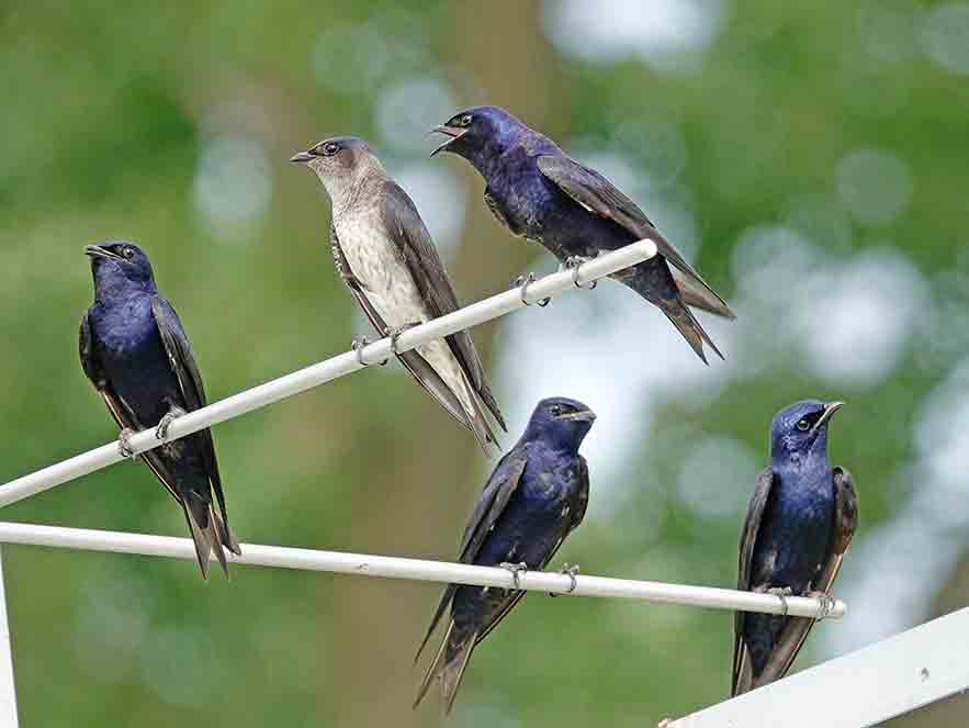 He didn’t know come here from sic ‘em