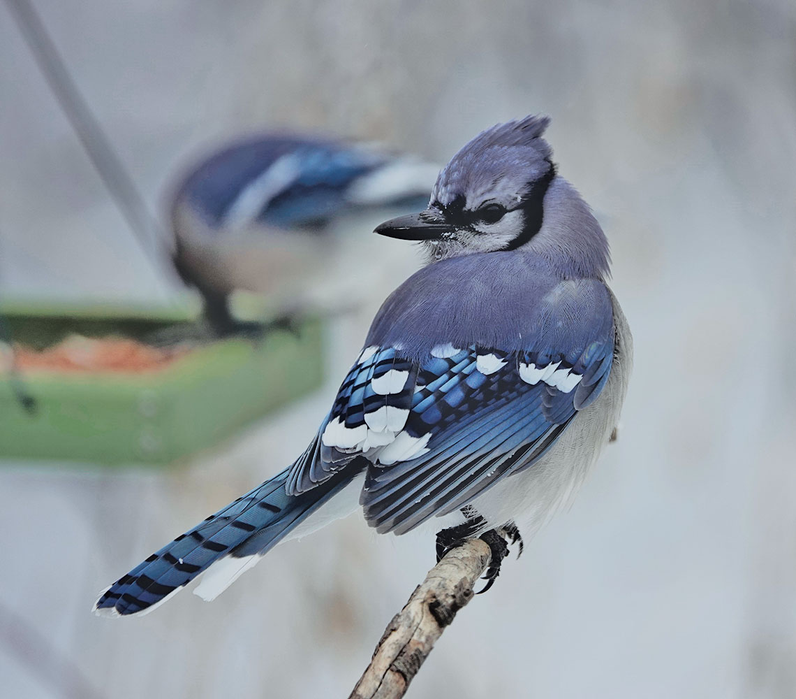 Today’s not the day the teddy bears have their picnic