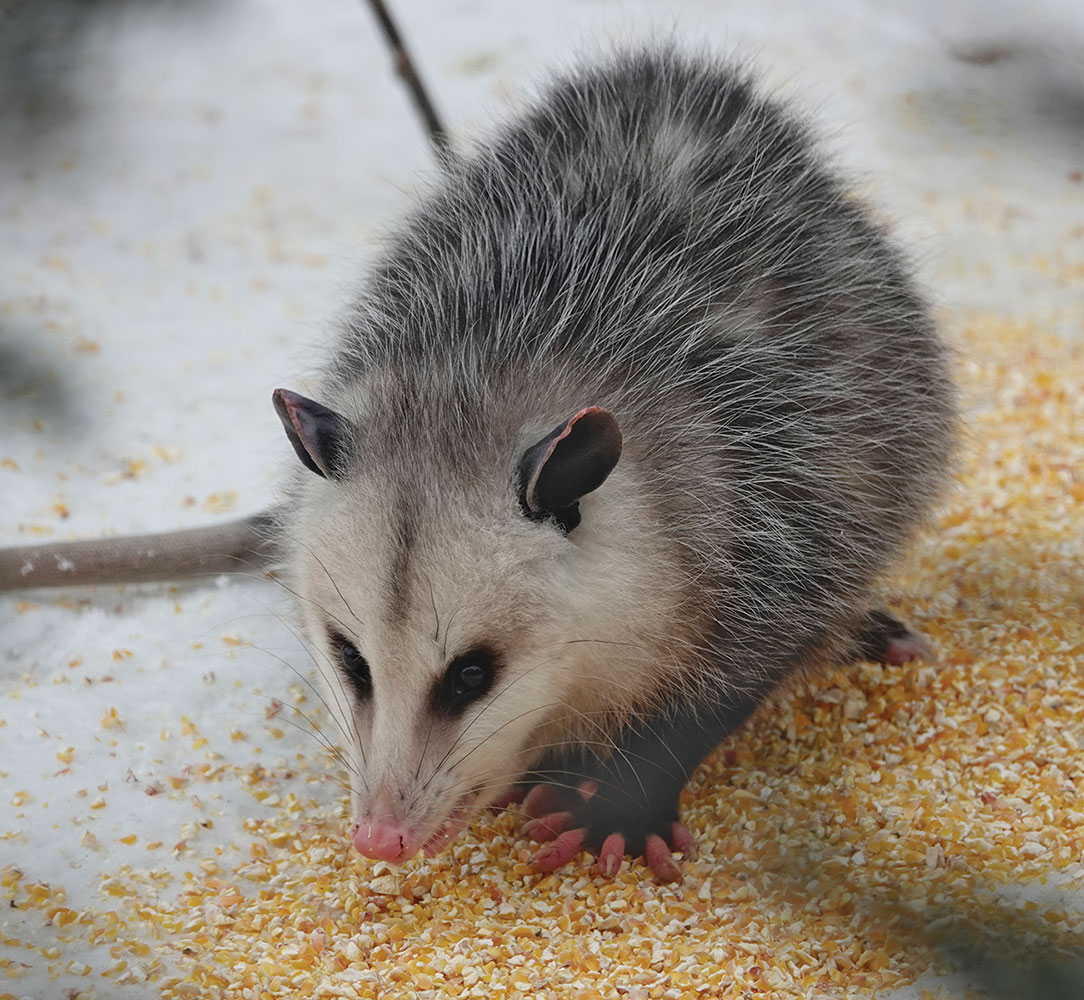 My neighbor nearly got a DOI ticket — Driving On Ice
