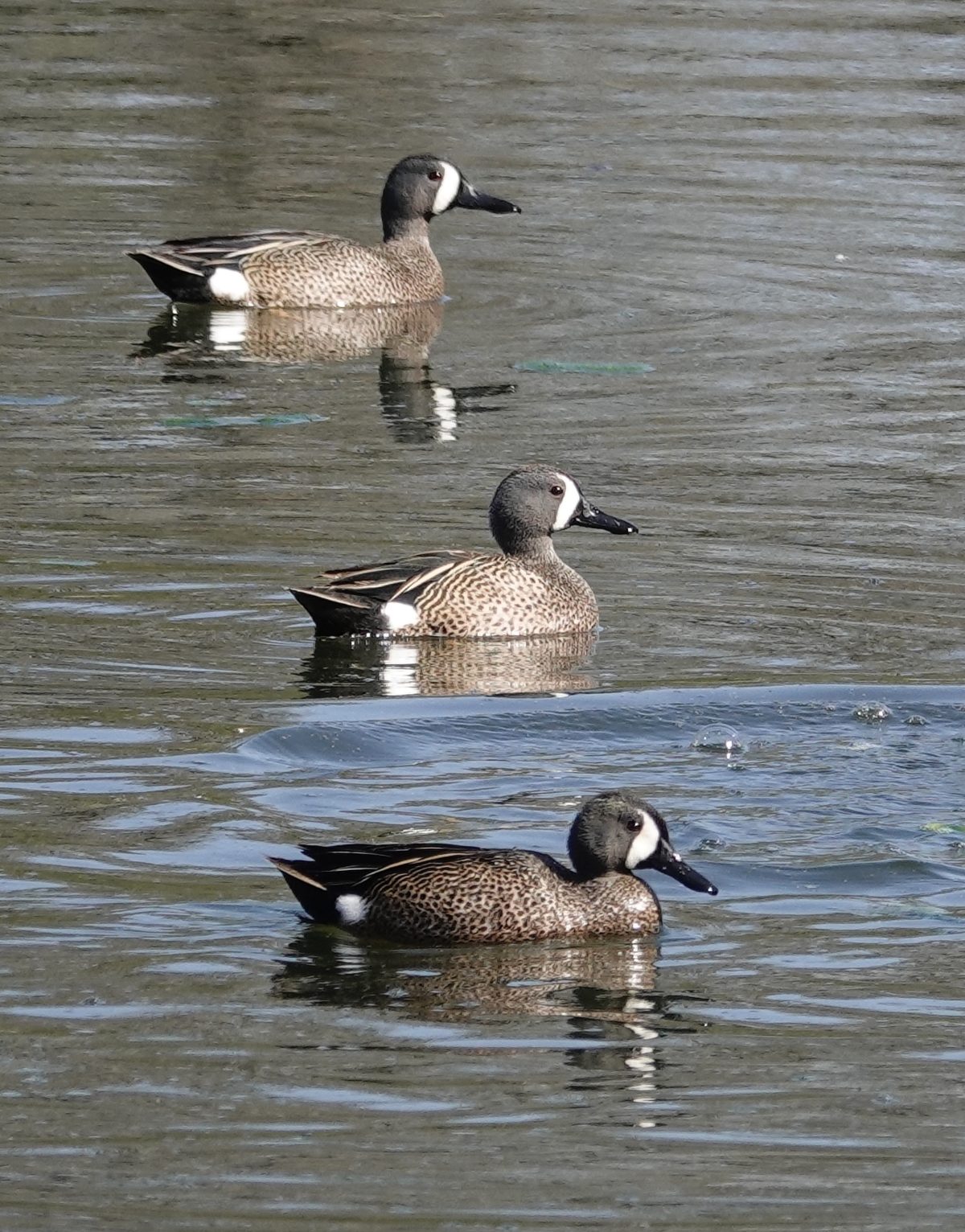 Remembering the good old days and the good old cough drops