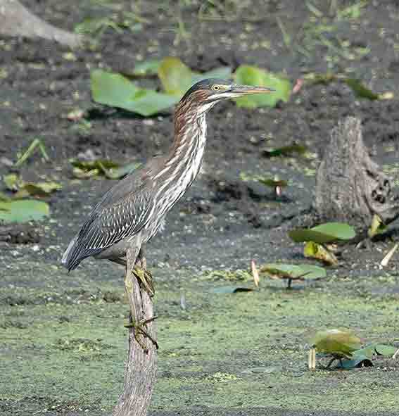 The Monster Hiding Under My Bed Was a Family of Muskrats