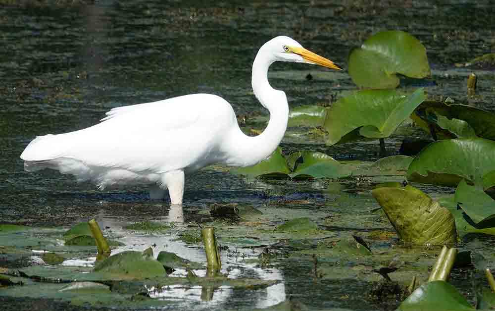 Some Merles Remember Donald and the Mesmerizing Mural