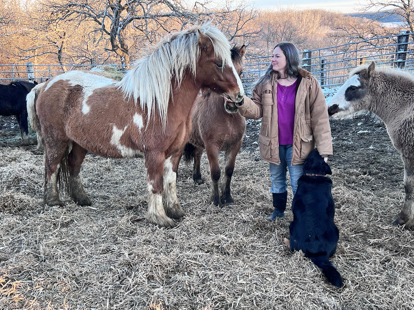 Gypsy Horses Capture Hearts at Dusty Trail Ranch