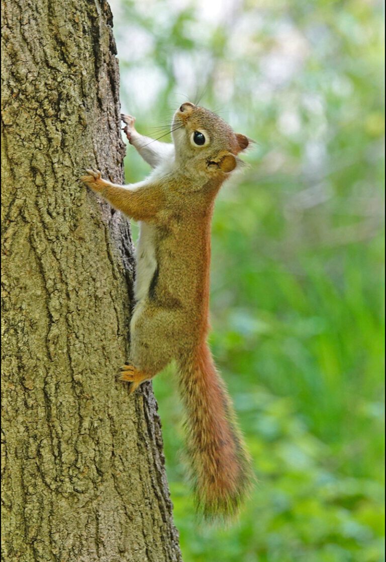 Square Watermelons Don’t Roll Off the Table