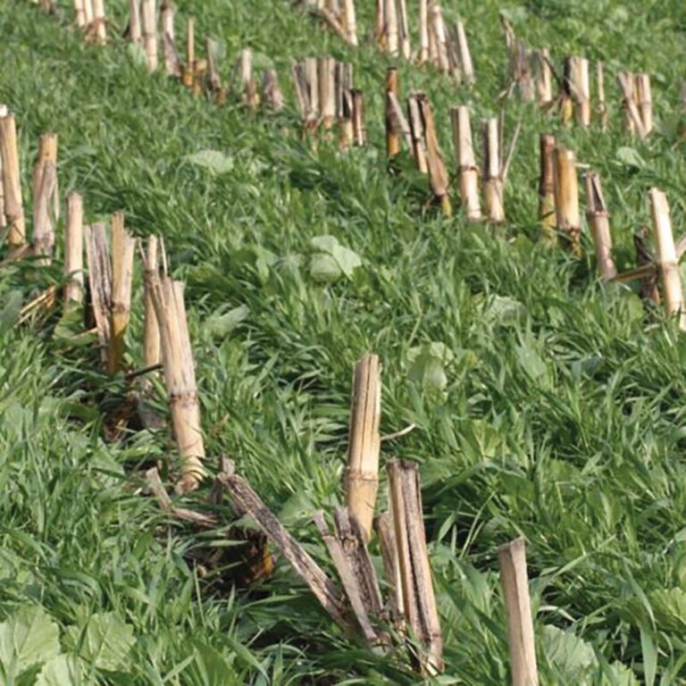 The Many Benefits of Cover Crops