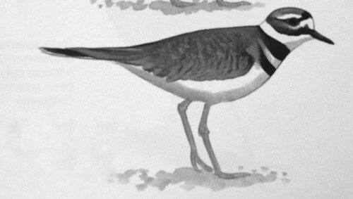 Peering at the Past – Birds and Bees and Animals Planting Walnut Trees ...